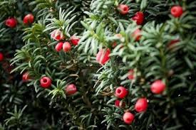 Yew Tip – Healthy Energetics