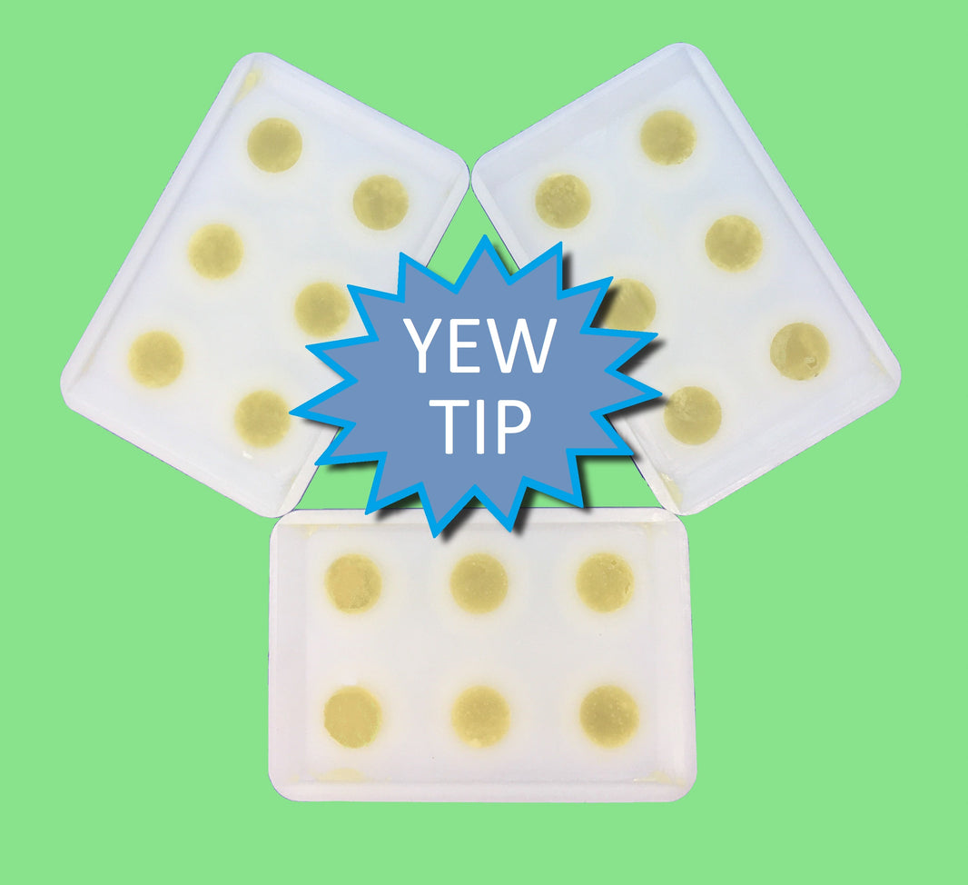 Yew Tip – Healthy Energetics